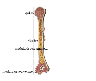 » Sistema Esquelético
