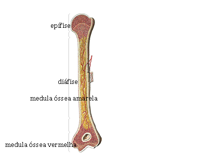 » Sistema Esquelético