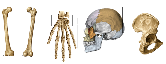 » Sistema Esquelético