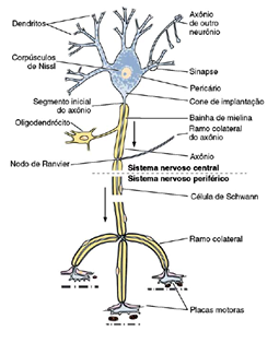 » Sistema Nervoso